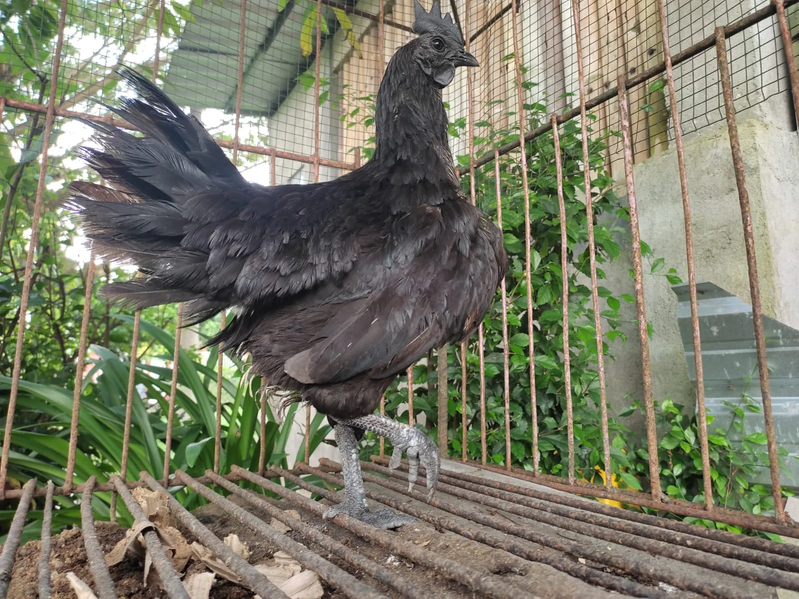 Vitamin Ayam Alami, Termasuk Bangkok - Beternak Ayam
