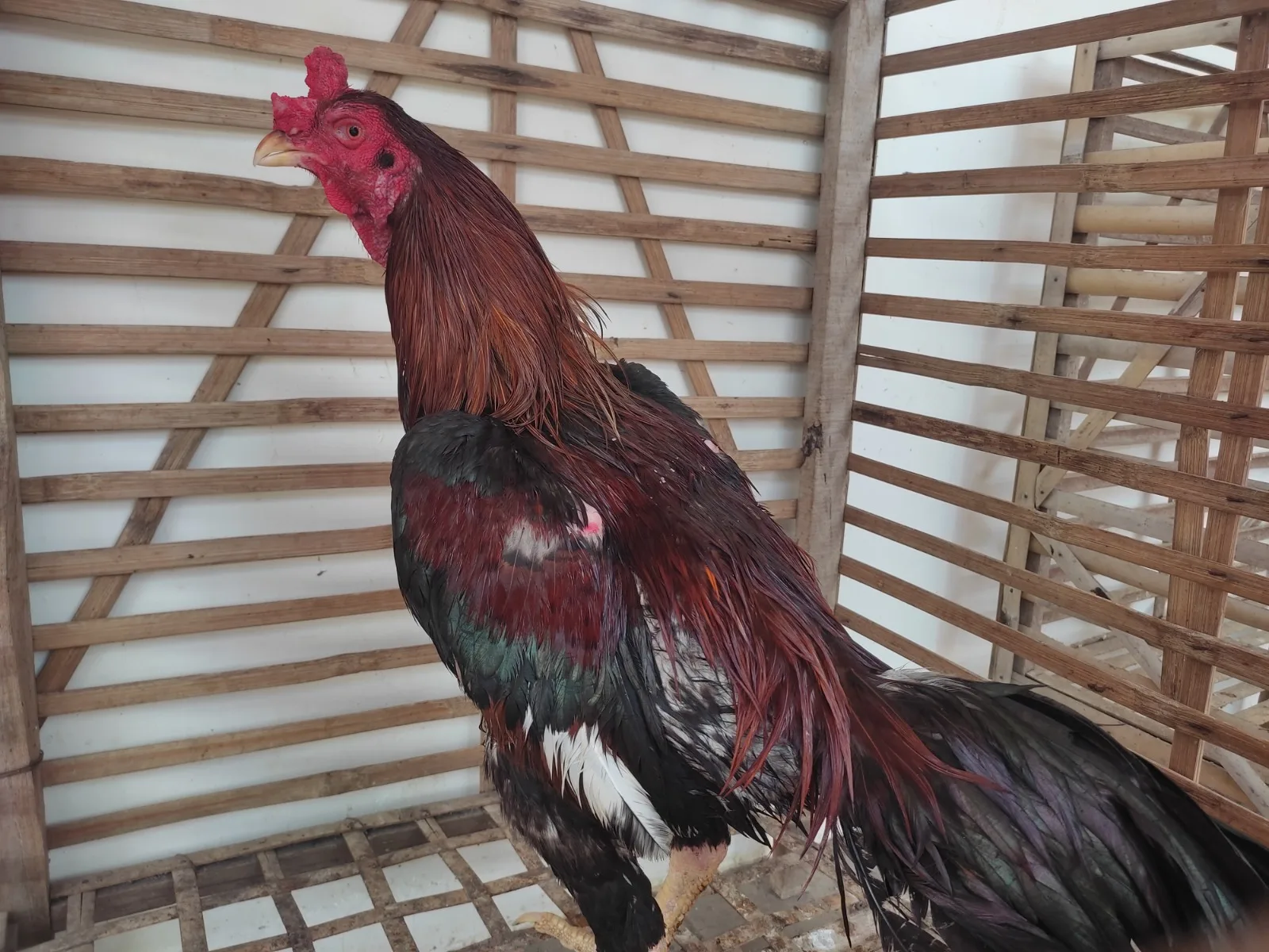 Agar Ayam Cepat Besar dan Tinggi, Lakukan 5 Trik Ini - Beternak Ayam