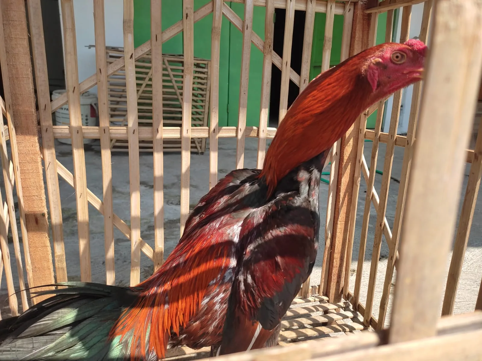 Manfaat Pakan Ayam 591 Hi Pro Vite, Cocok untuk Usia 0-4 Minggu ...